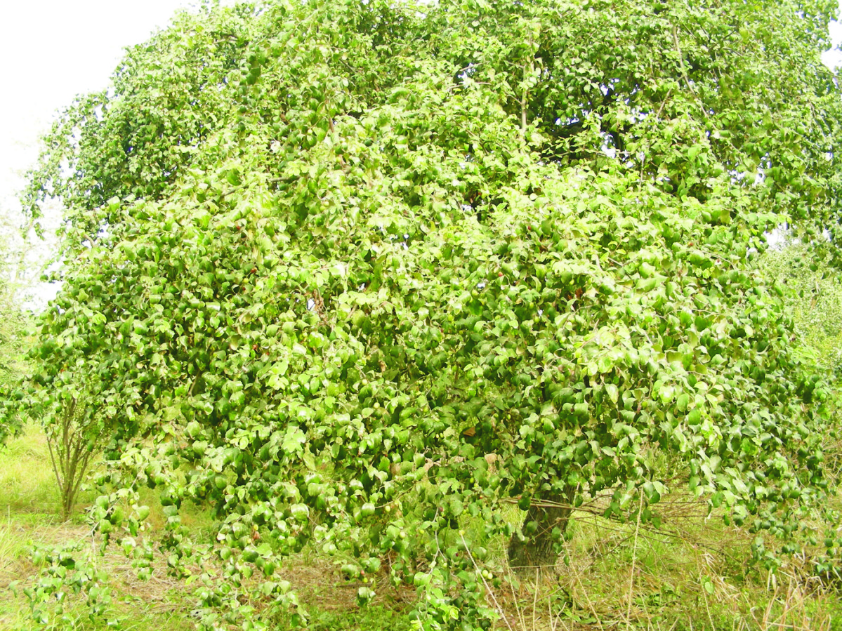 thinkunthink: Birds, trees and butterflies at the Yamuna Biodiversity ...