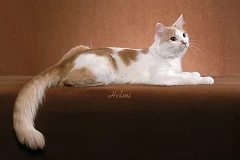 Cat Chit Chat: Cat coats: solid-and-white - bicolor cats