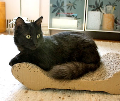 Luna, My York Chocolate? – Michael Broad