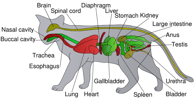 Cat Chit Chat: Cat Anatomy