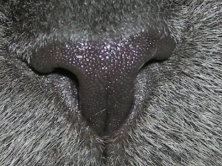 Cat Chit Chat: Cat Anatomy