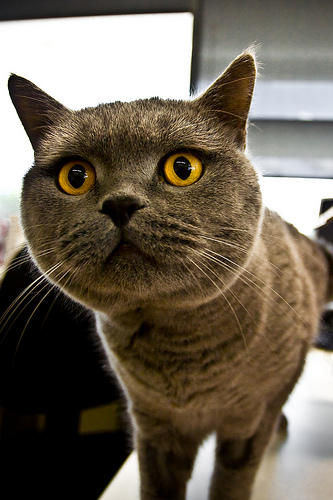 Cat Chit Chat: Donor Cat Adoptions