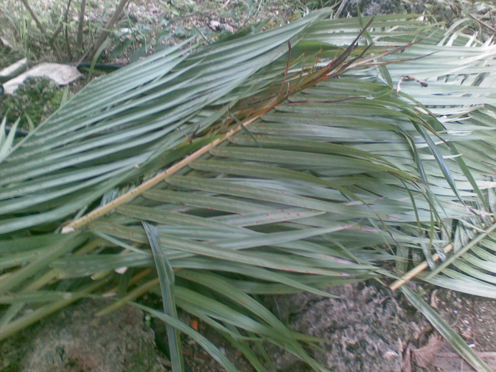 adventures in sustainability: GROW YOUR OWN ROOF: How to make nipa roofing