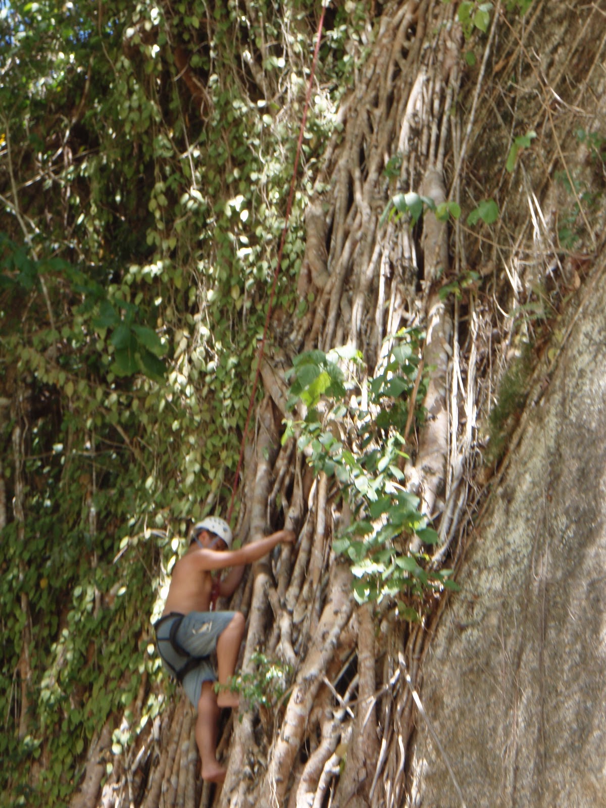 adventures in sustainability: Tree Root Climbing and Rapelling in Danao ...