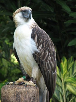 Birds: Philippine Eagle