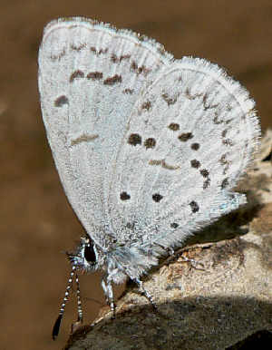 Butterflys: Spring Azure Butterfly