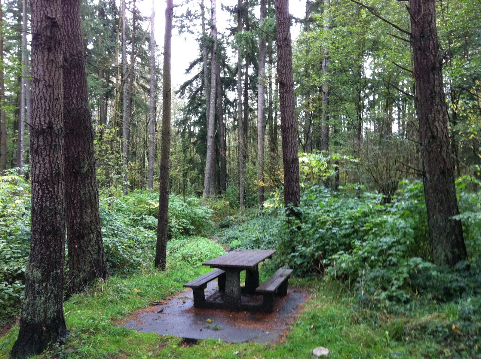Seeking Shama: Pacific Northwest - Seeing the Sunlight Behind the Raindrops