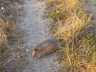 Jungle Pete's Earthbound: Armadillo Poop