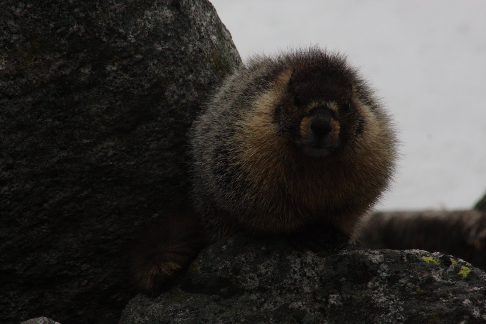 Jungle Pete's Earthbound: Yellow-bellied Varmint