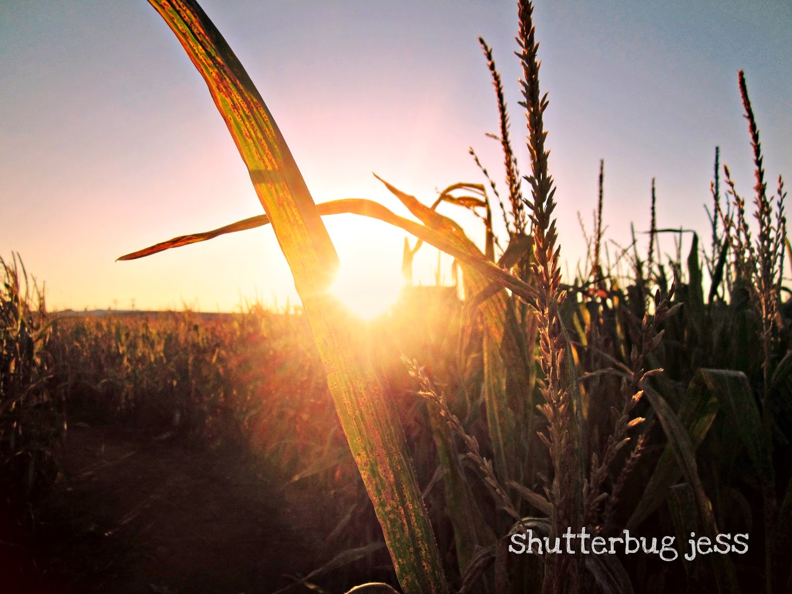 You're So Corny! • Jessica Lynn Writes