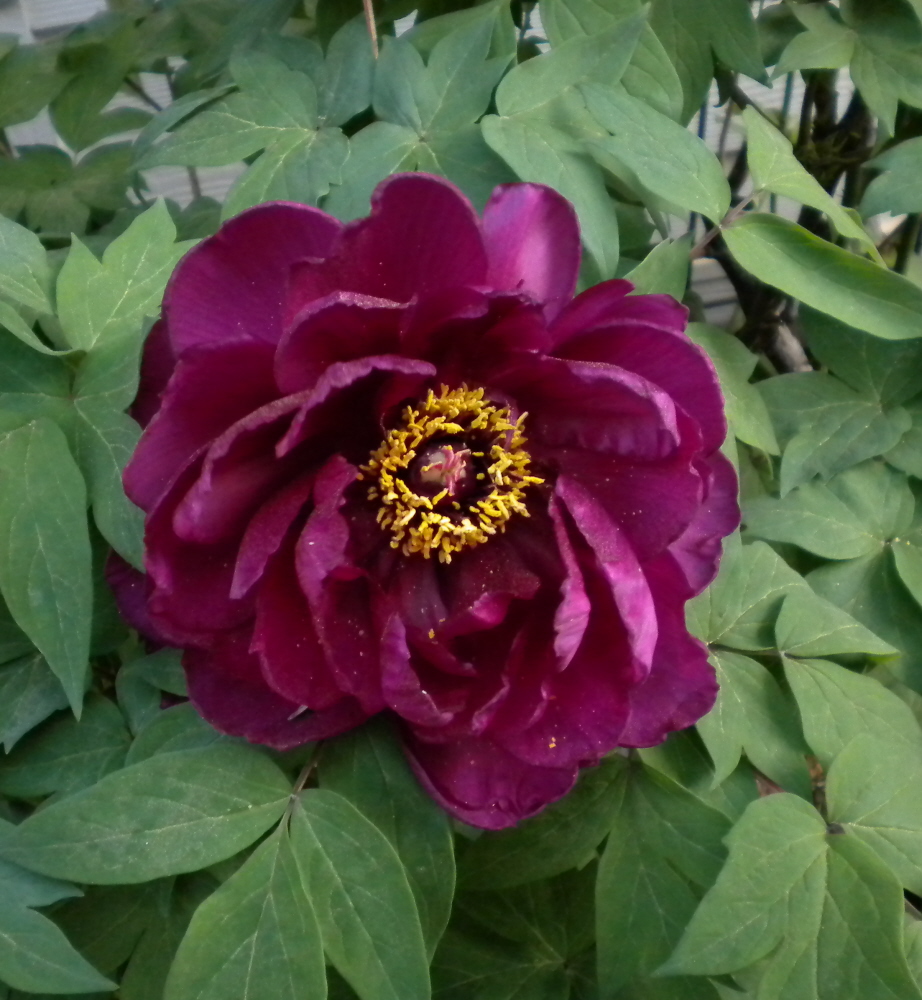 Sherri's Jubilee: Cupcakes, Peonies and Hostas!