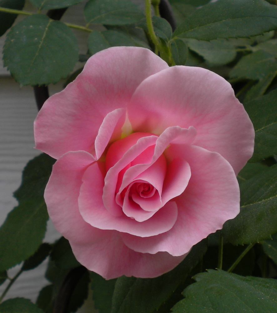 Sherri's Jubilee: Saturday's Garden Stroll