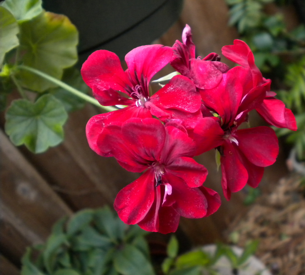 Sherri's Jubilee: Saturday Adventures and a Wonderful Dinner!