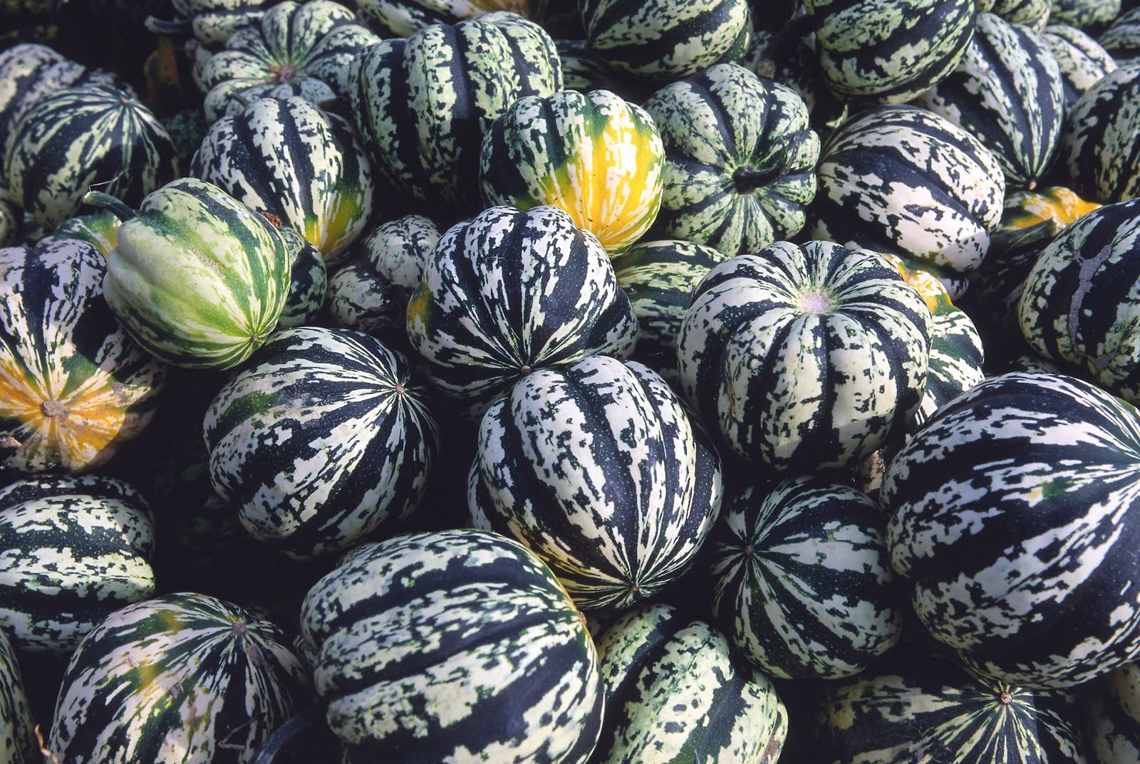 Sherri's Jubilee: Pumpkins, Gourds and Indian Corn