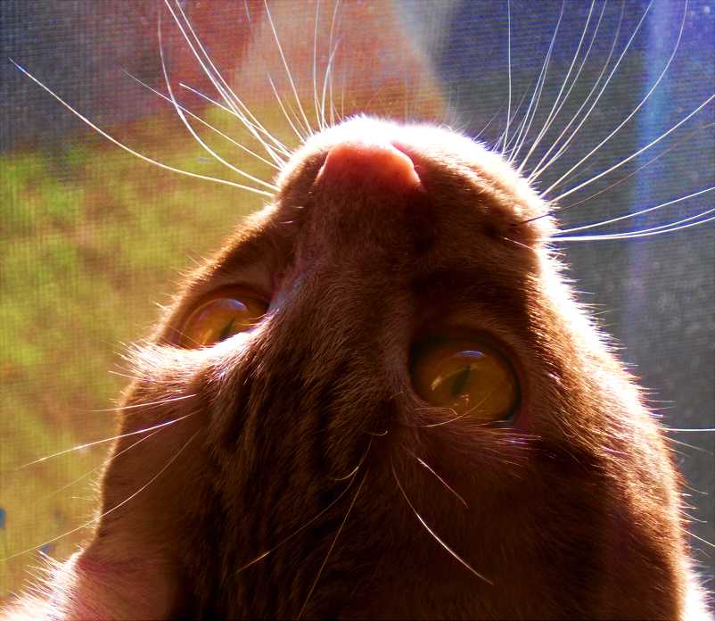 ::lumaco blog::: El Agurio del Guairuro.