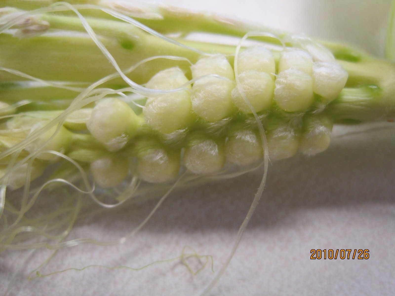 Swift's Gardening Blog - Swift Horticultural Enterprises, LLC: sweet ...