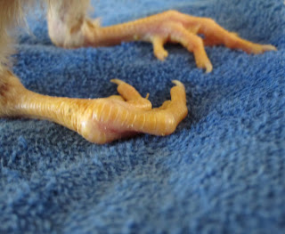 Up at Dawn: life on the mountain: Curly Toe Paralysis