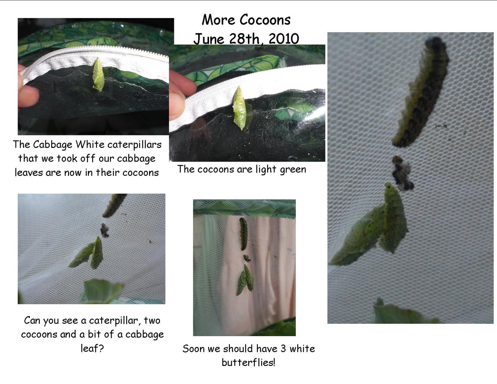 Science Projects: More cocoons