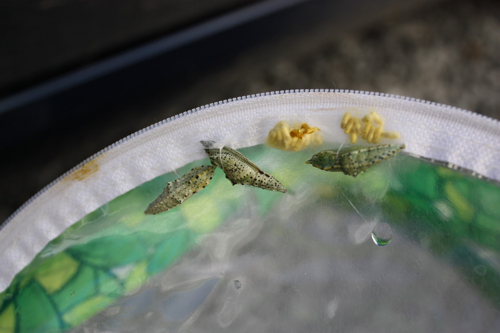 Science Projects: Caterpillar, cocoon and inchworm update, Senior Infants