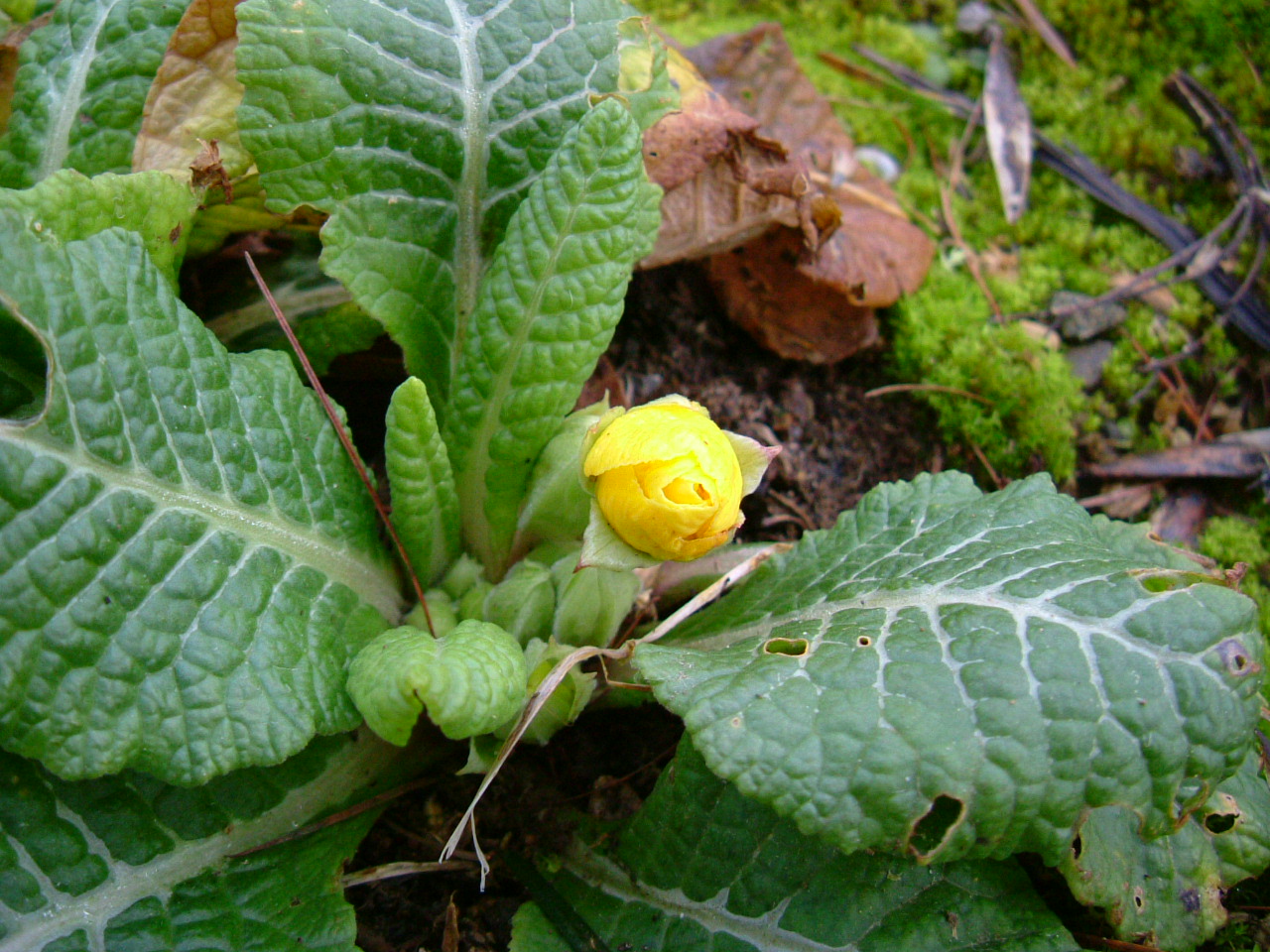 Science Projects: The first primrose bud of spring