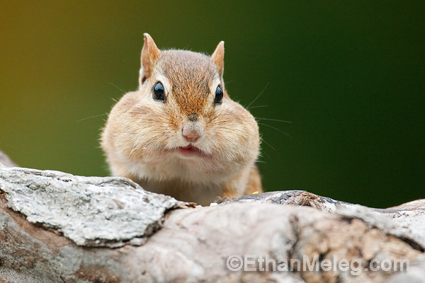 Ethan Meleg - Nature Photography Blog: Fall colors, Sigma Canada ...