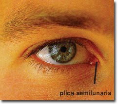 Creation: Vestigial organs.