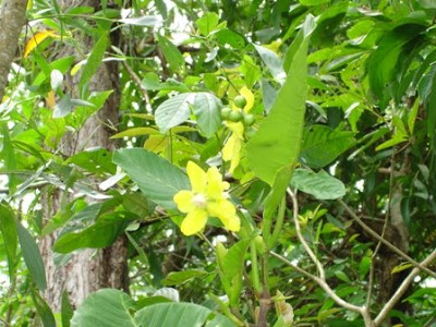 Sarawakiana@2: Simpor - the National Flower of Brunei