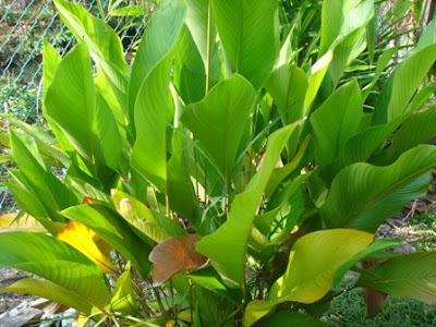 Sarawakiana@2: Daun Long