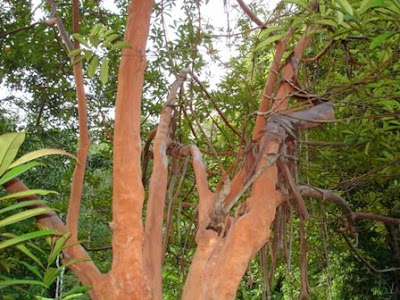 Sarawakiana@2: Peeling Bark of Melaban Tree