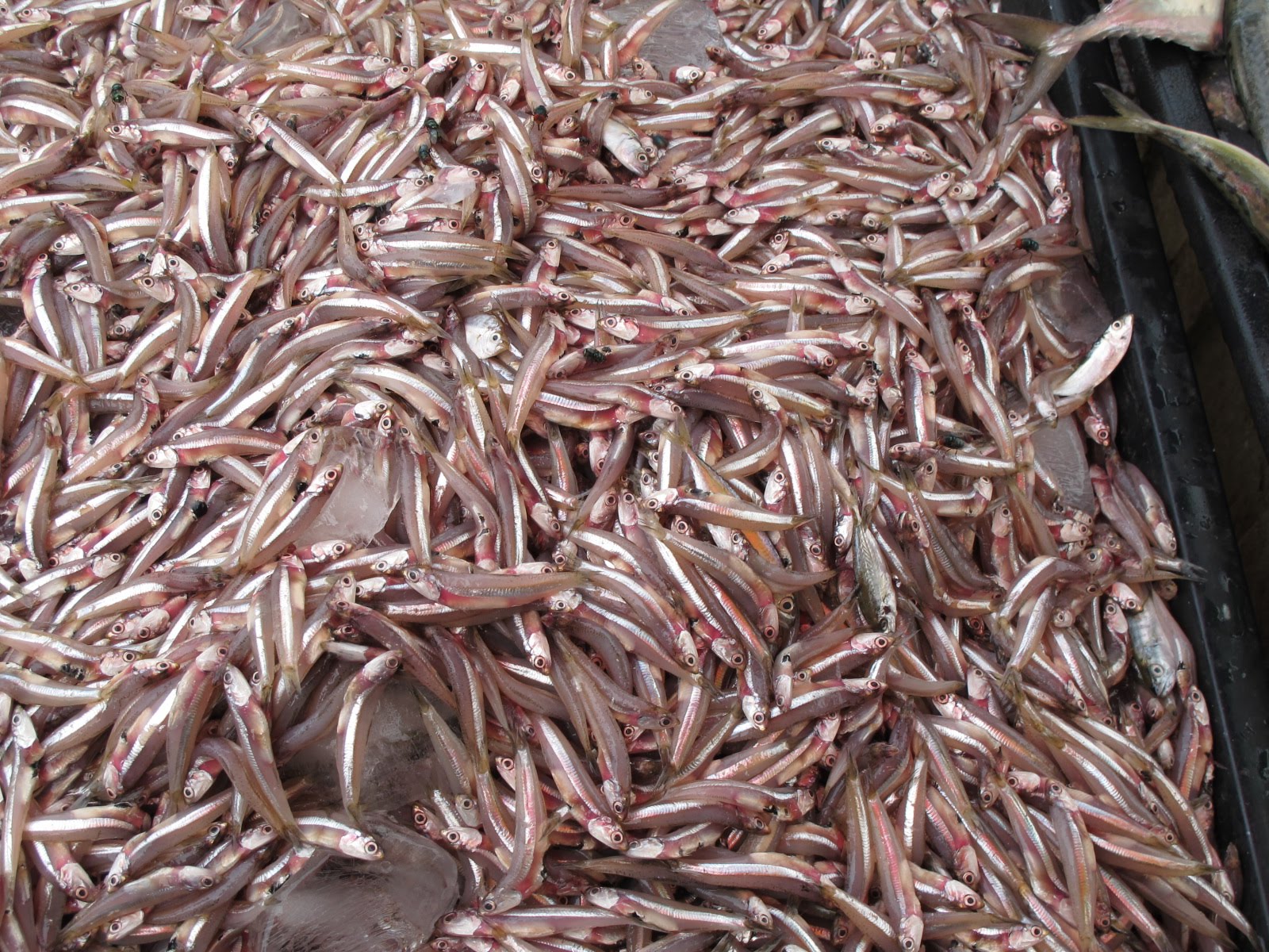 Sarawakiana@2: Fresh Anchovies in Kianggeh Market in Bandar Seri Begawan