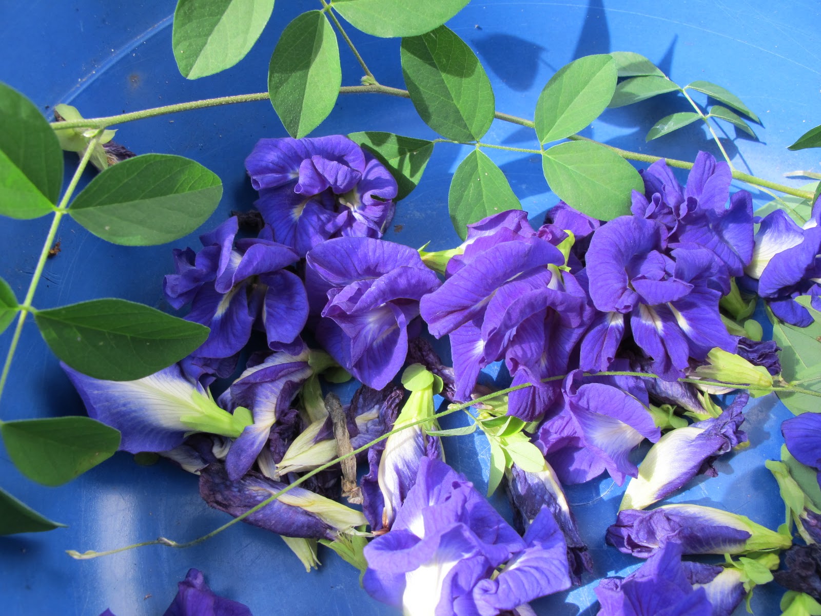 Sarawakiana@2: Bunga Telang