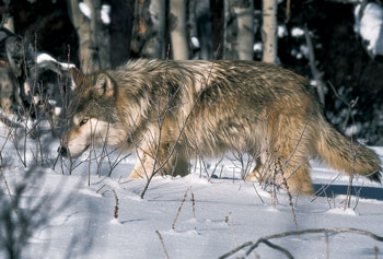 What is good: Understang a Wolf heirarchy.... The Sawtooth Pack..