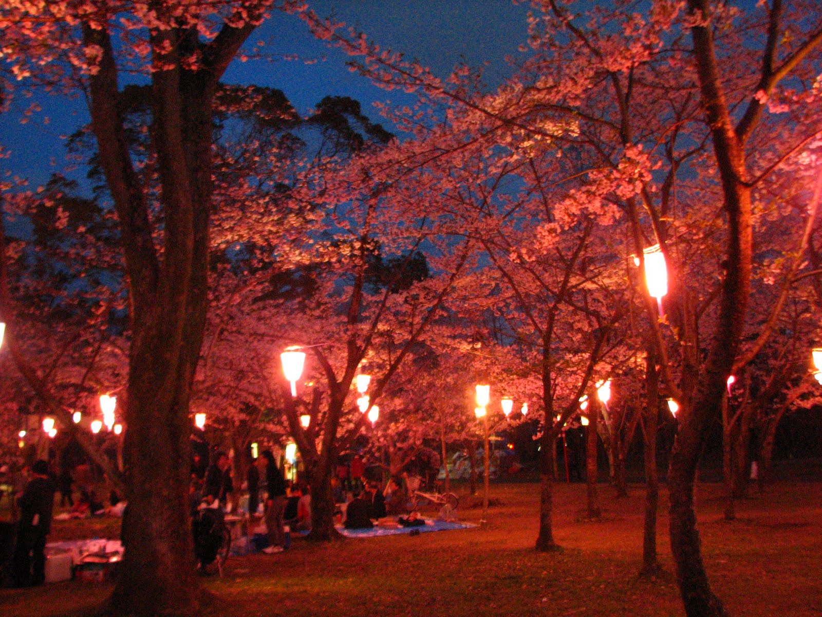 Wandering in Japan: Hanami in Toyohashi