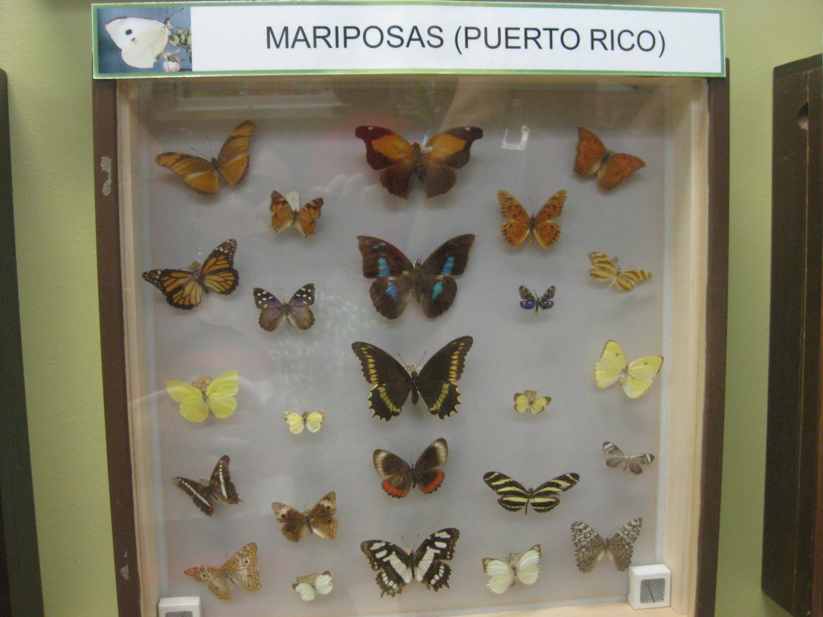 2 Pequeños Traviesos: Museo de Insectos / Insects Museum