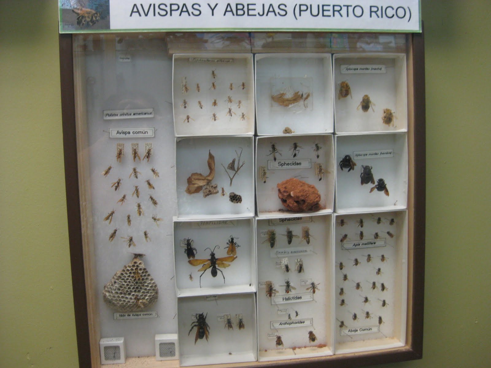 2 Pequeños Traviesos: Museo de Insectos / Insects Museum