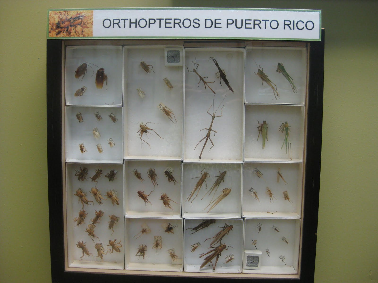 2 Pequeños Traviesos: Museo de Insectos / Insects Museum