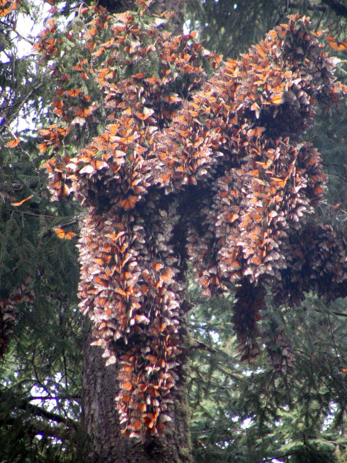 View from the Field: Monarchs in Mexico!