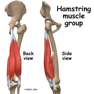 Teoría y Práctica de la Danza Moderna: Músculos de la Corva (Hamstrings)
