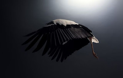 Somethin Wonderful: Fabulous animals photography by Peter Hebeisen