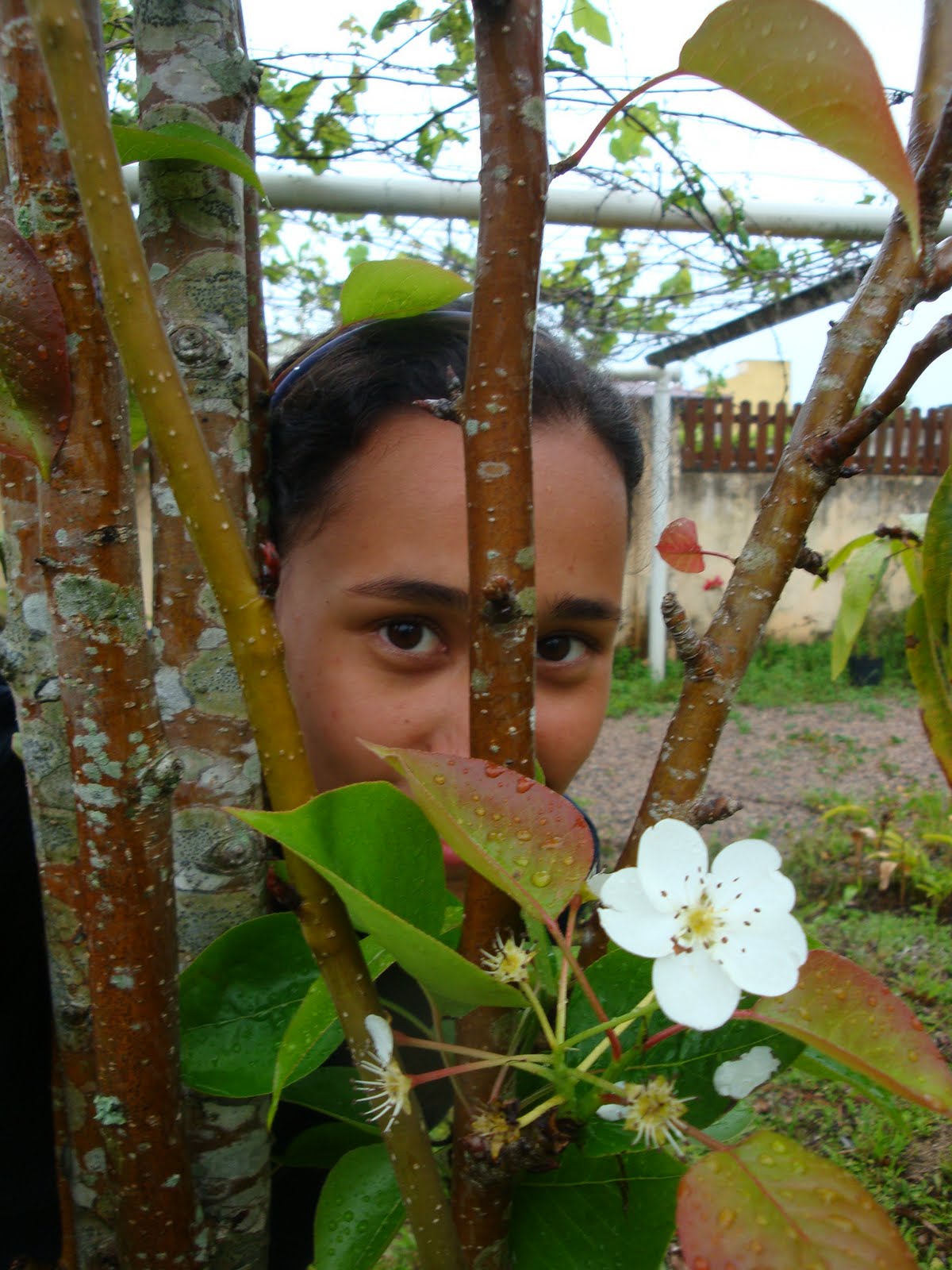 Luisa Pé de Pêra: Pé de Pêra