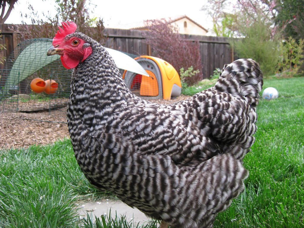 Tense of Thousands: Animal of the Day - Barred Rock Hen