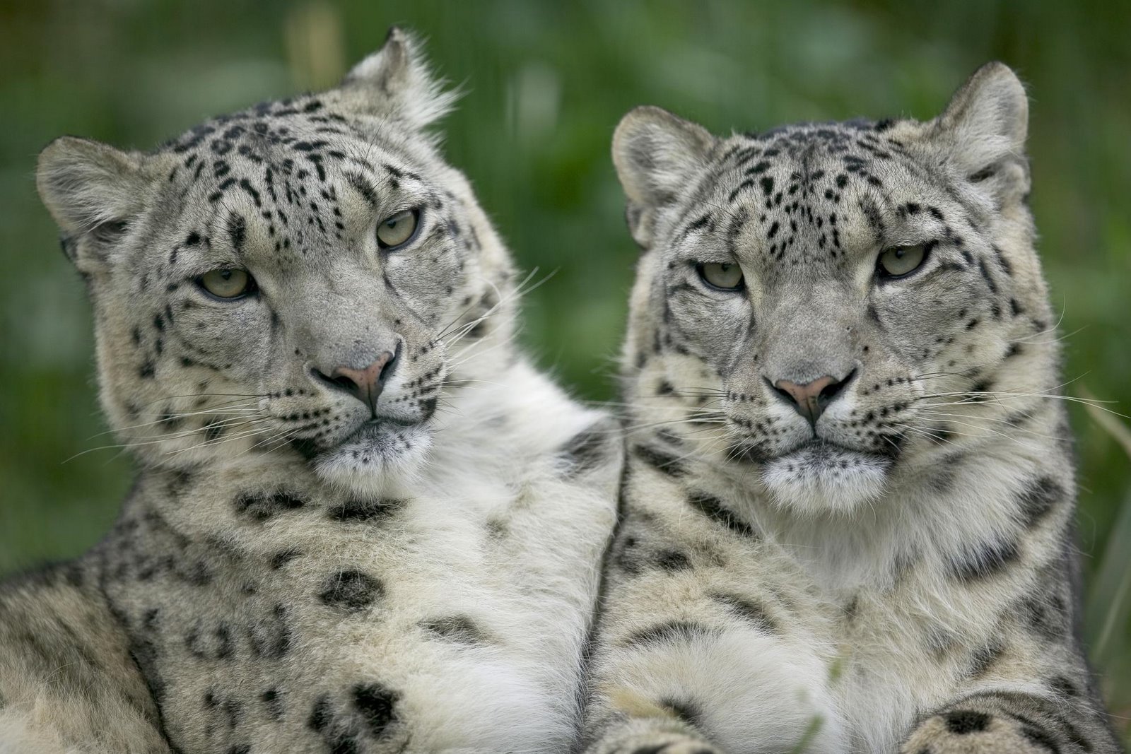 The Metaplane: What a striking pair of snow leopards...