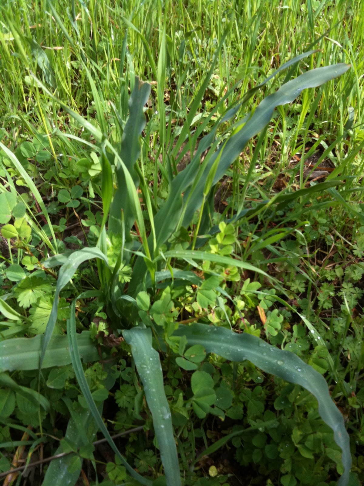 Found Fruit: Plant Walk - Lafayette Community Center 2/13/10
