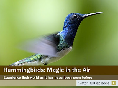 The City Birder: Hummingbird Documentary