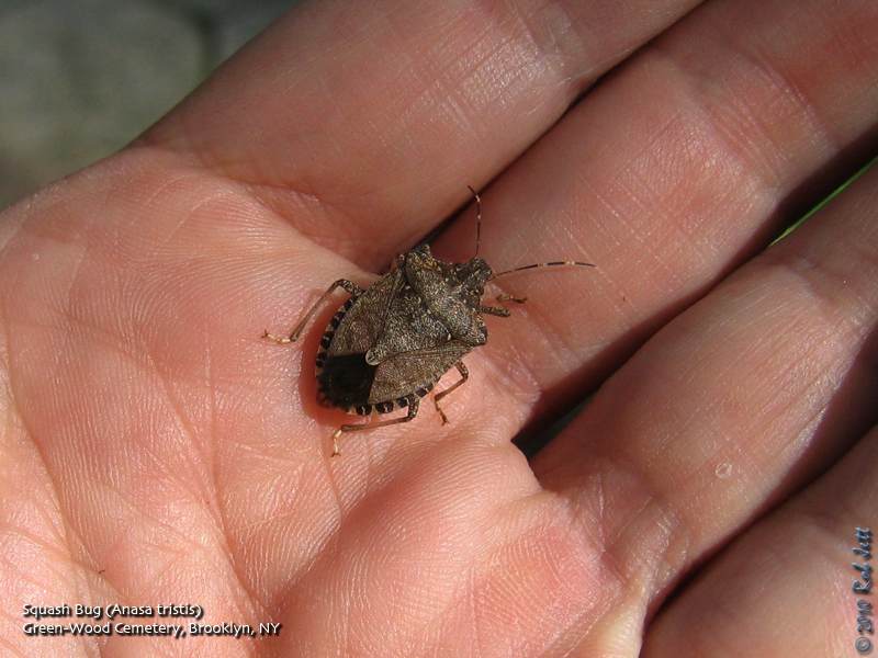 The City Birder: Early Autumn in Green-Wood