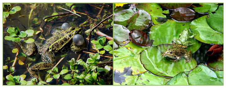 jardin de marguerite: L'anoure