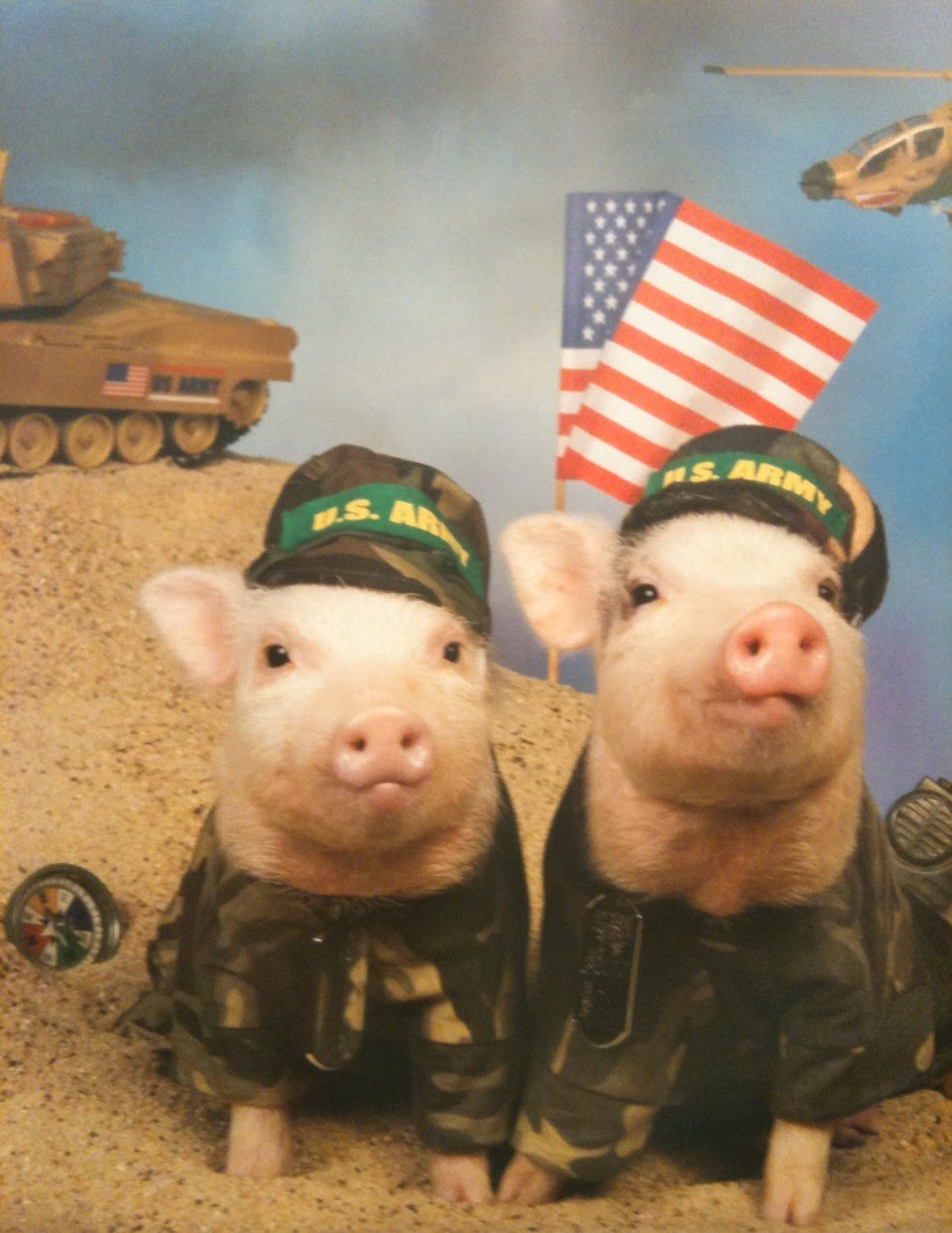 Growing Kooky Together: Patriotic Pigs + An Announcement!