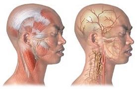 La cefalea, jaqueca, cefalalgia, migraña o dolor de cabeza | Dolor de ...