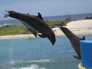 Things I Don't Understand: Wholphins