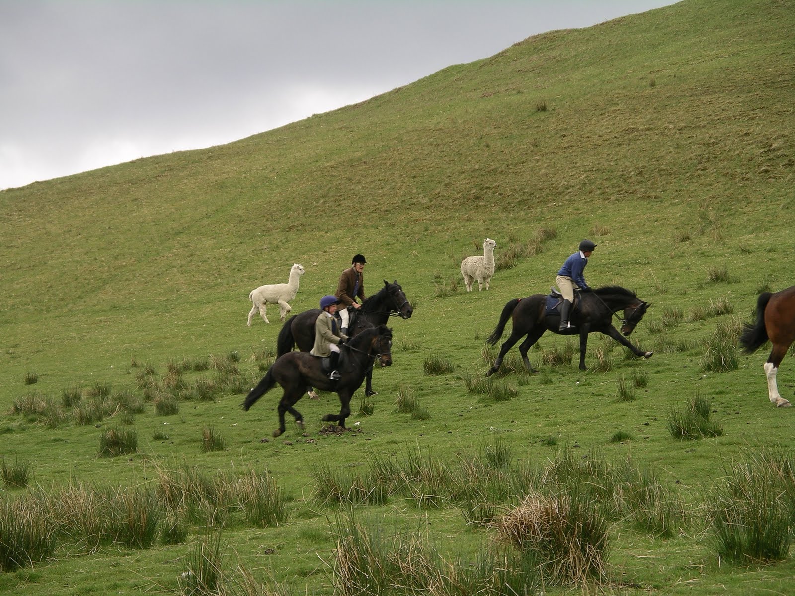 Borderline Quilter: Alpaca in Scotland - Priesthaugh Ride Out!